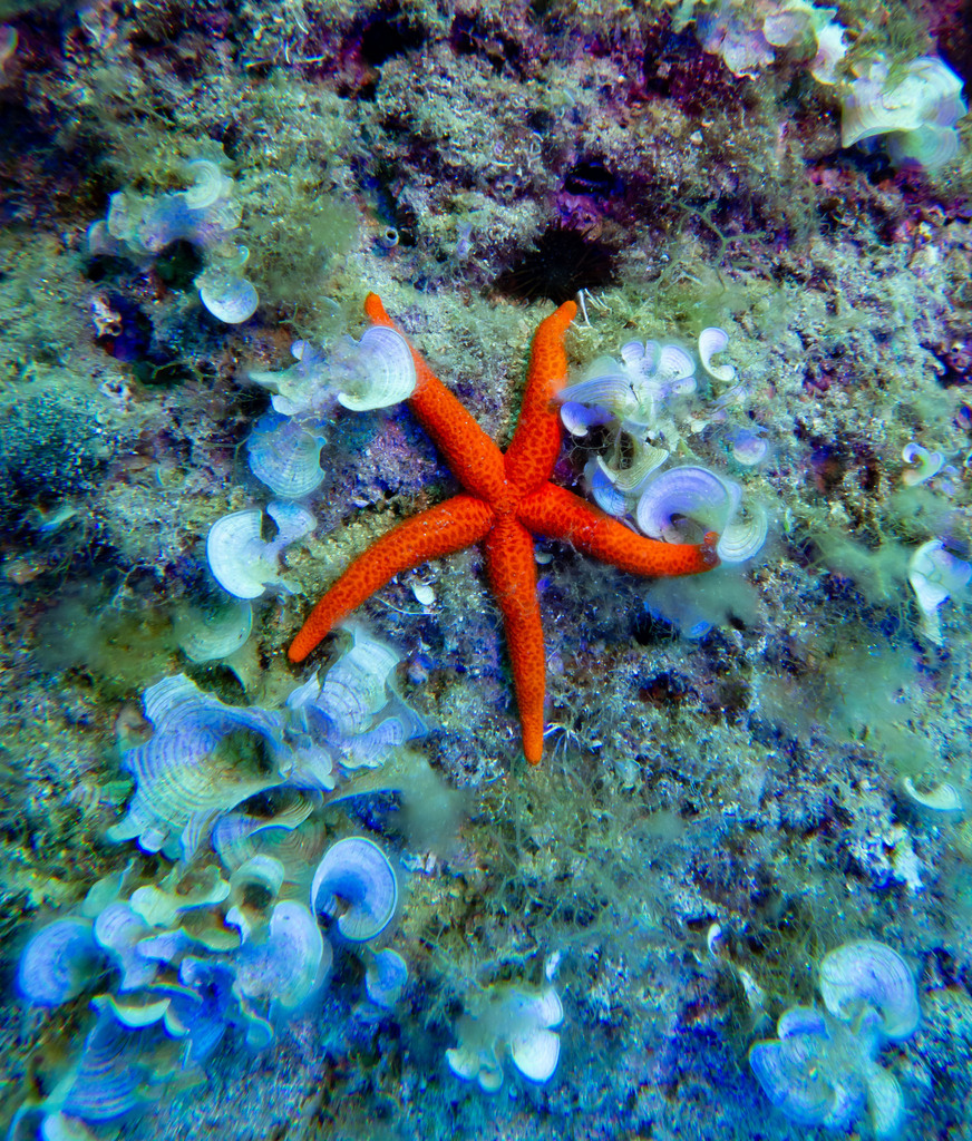 Mediterranean Red Sea Star from Spain on August 24, 2023 at 09:04 AM by jmturon · MINKA