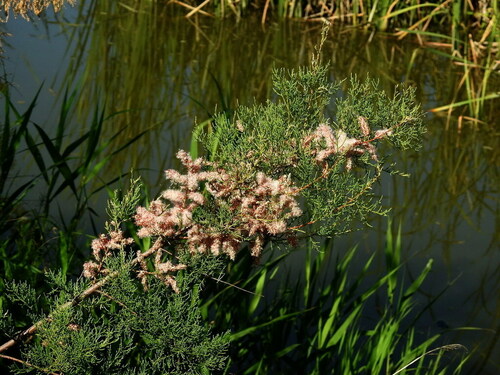 African Tamarisk (Tamarix africana) · MINKA