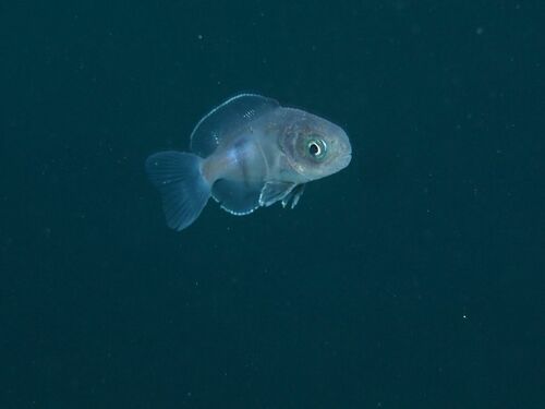 Genus Centrolophus · MINKA