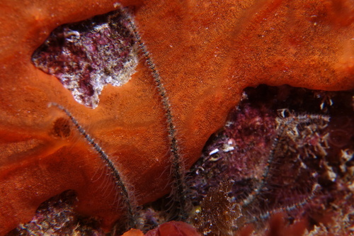 Common Brittle Star (Ophiothrix fragilis) · MINKA