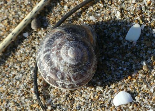 Helix Snails (Family Helicidae) · MINKA