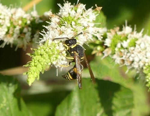 European tube wasp (Ancistrocerus gazella) · MINKA