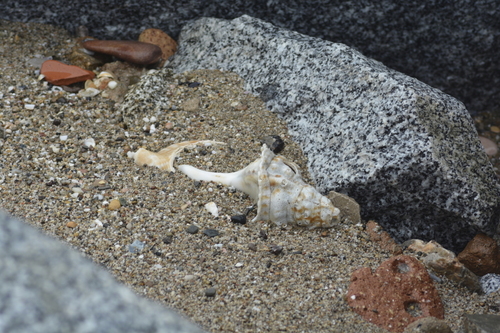 Genus Charonia · MINKA