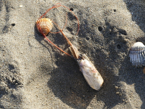 True Lobsters (Family Nephropidae) · MINKA