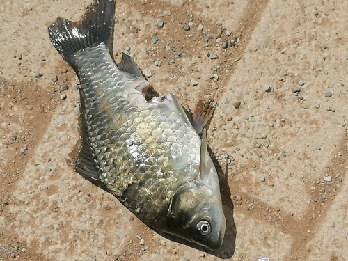 Crucian Carps (Genus Carassius) · MINKA