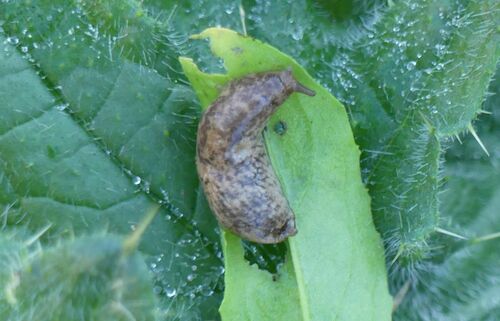 Yellow Cellar Slug (Limacus flavus) · MINKA