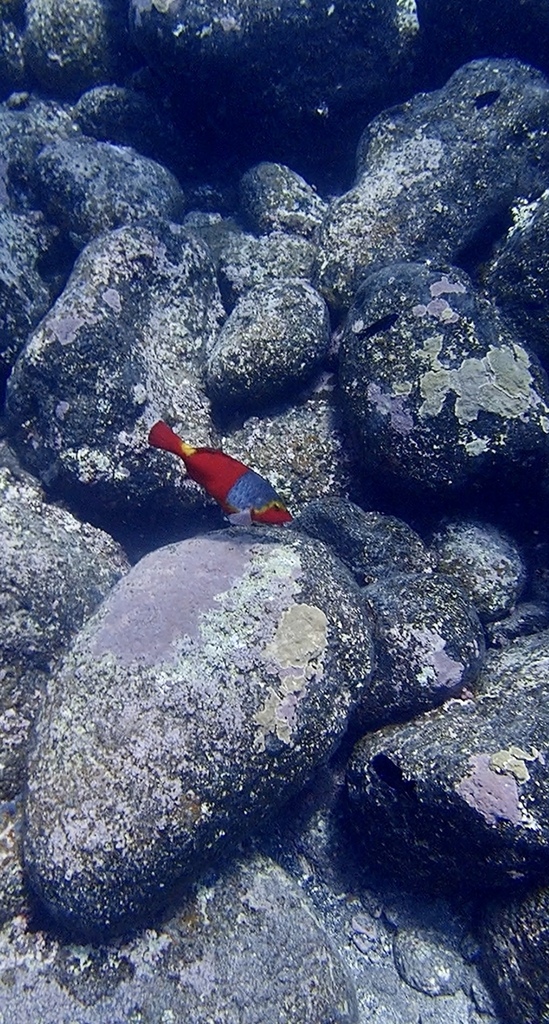 Lithophyllum incrustans from Canarias, España on July 14, 2023 at 11:12 ...