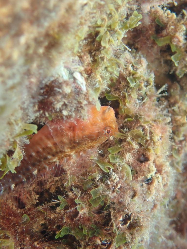 Forked ribbons from Spain on November 12, 2023 at 10:24 AM by manelsalvador · MINKA