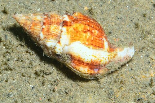 Spindle Euthria (Euthria cornea) · MINKA