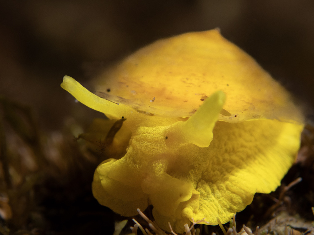 Tylodina rafinesquii from Spain on January 04, 2024 at 12:25 AM by mmtsub · MINKA