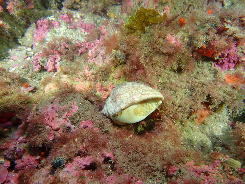 Scotch Bonnet Snail (Semicassis granulata) · MINKA