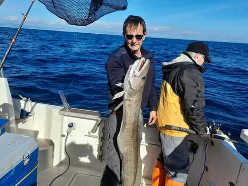 Lingcod (Molva molva) · MINKA