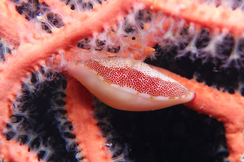 Egg Cowries (Family Ovulidae) · MINKA