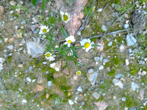 Dusky Dog-fennel (Chamaemelum fuscatum) · MINKA