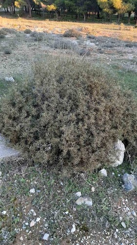 Spiny Burnet (Sarcopoterium spinosum) · MINKA