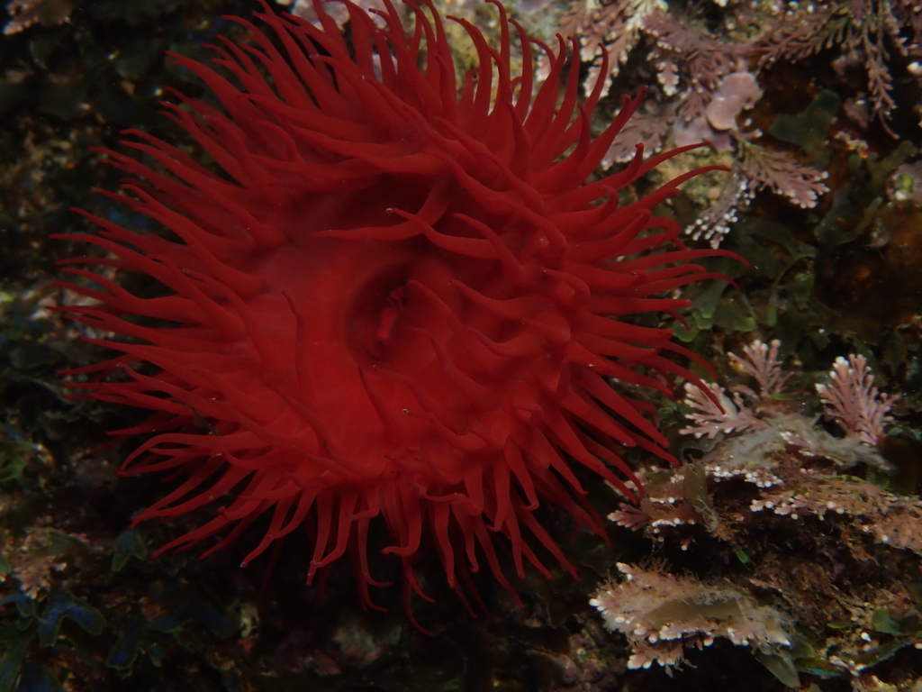 Mediterranean Beadlet Anemone from Forum on January 27, 2024 at 11:06 AM by manelsalvador · MINKA