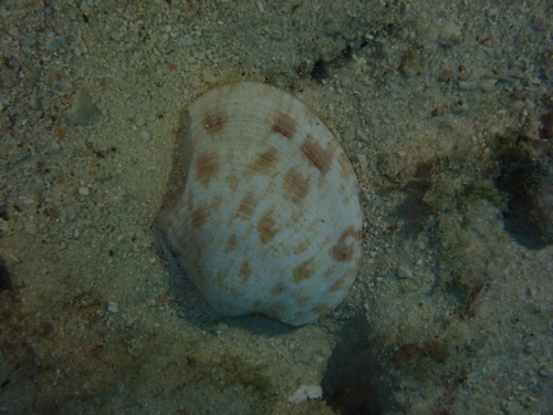 Periglypta crispata · MINKA