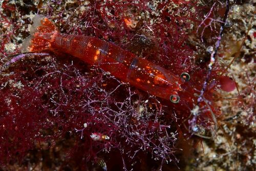 Nika Shrimp (Processa edulis) · MINKA
