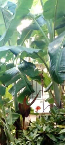 Cavendish banana (Musa acuminata) · MINKA