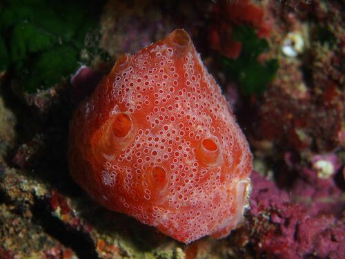 Sea Strawberry (Aplidium elegans) · MINKA