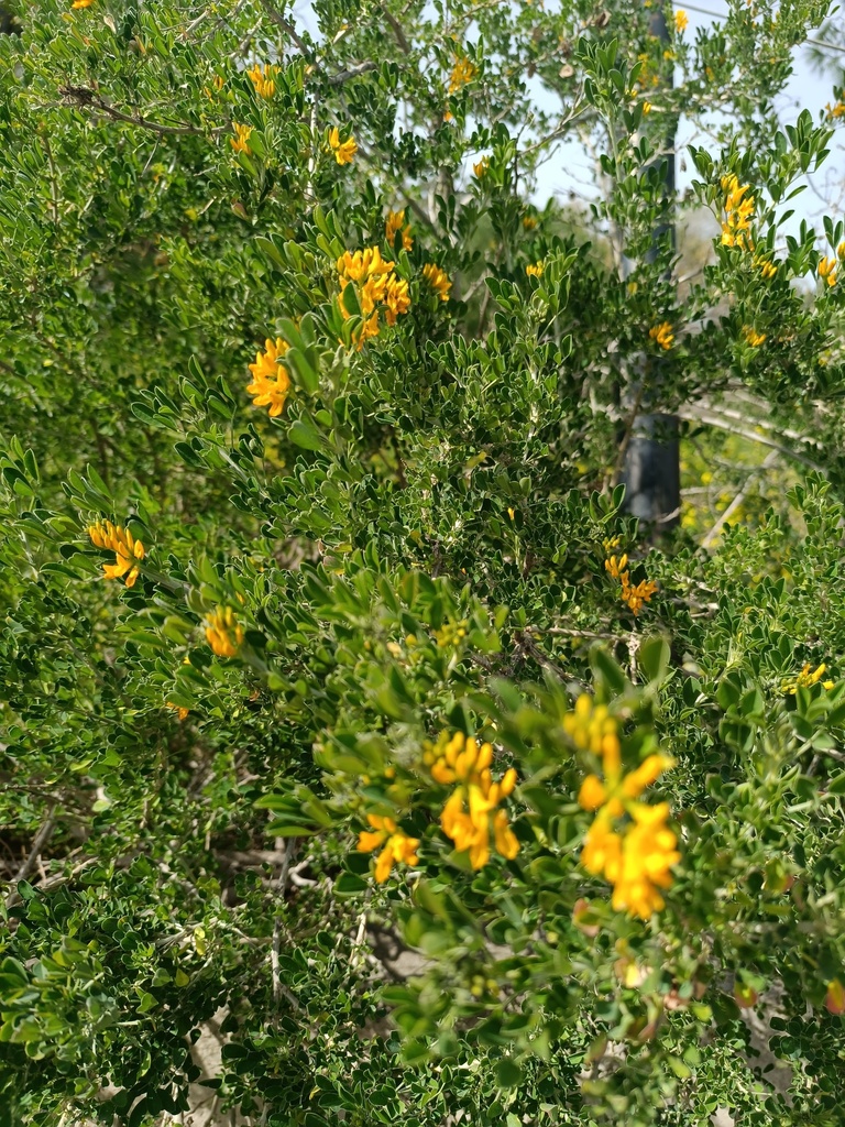 tree medick from Greece on February 04, 2024 at 11:43 AM by 11o ...
