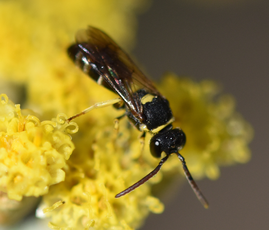 Painted Masked Bee from Cal Pepet del Xica on June 17, 2020 by Pau ...