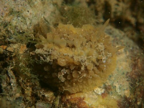 Warty Doris (Doris verrucosa) · MINKA