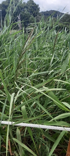 Subspecies Phragmites australis australis · MINKA