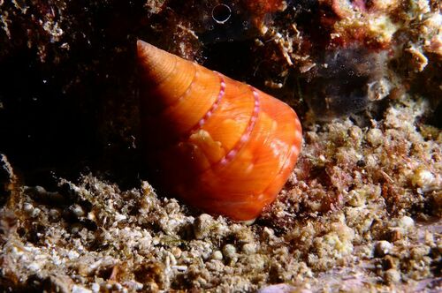 Shining Top Shell (Calliostoma conulus) · MINKA