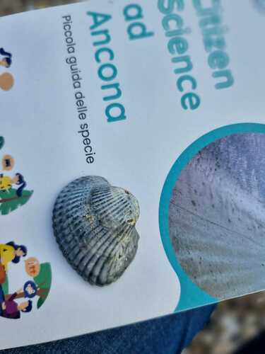 Genus Anadara · MINKA