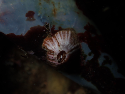 Striped Barnacle (Amphibalanus amphitrite) · MINKA