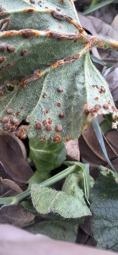 Hollyhock Rust (Puccinia malvacearum) · MINKA