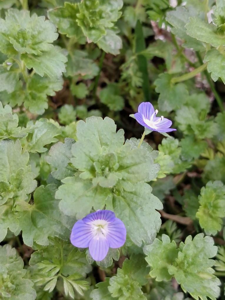 speedwells from Greece on February 23, 2024 at 08:20 PM by 11o ΓΥΜΝΑΣΙΟ ΙΛΙΟΥ_Αβραμίδου Μαρία ...