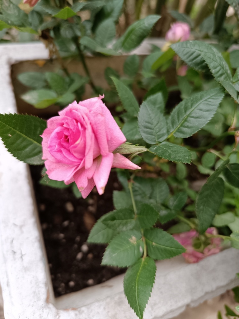 roses from Greece on February 25, 2024 at 04:09 PM by 11o ΓΥΜΝΑΣΙΟ ...