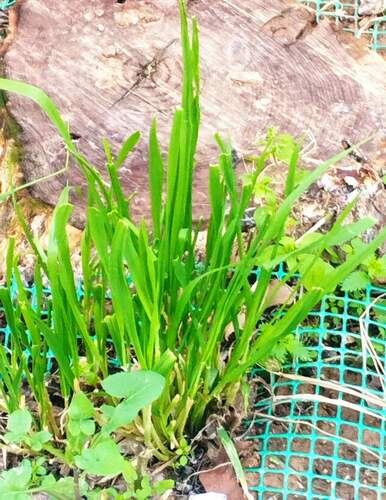 Ryegrasses (Genus Lolium) · MINKA
