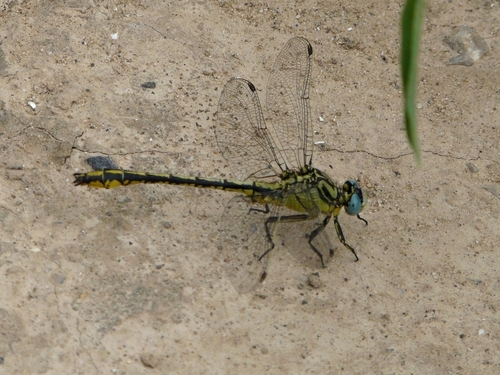 Clubtails (Family Gomphidae) · MINKA