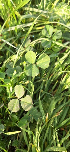 bur clover (Medicago polymorpha) · MINKA