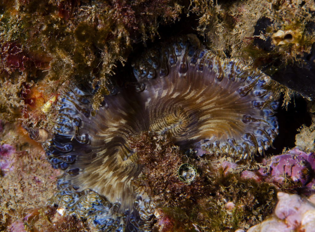 Daisy Anemone from Roses, Girona, España on March 01, 2024 at 09:44 PM by jastals · MINKA