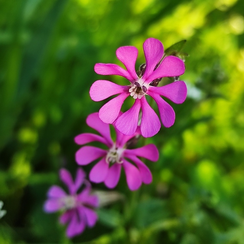 Subphylum Angiospermae · MINKA