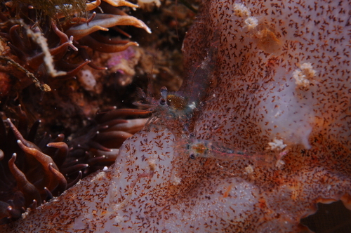 Genus Eualus · MINKA