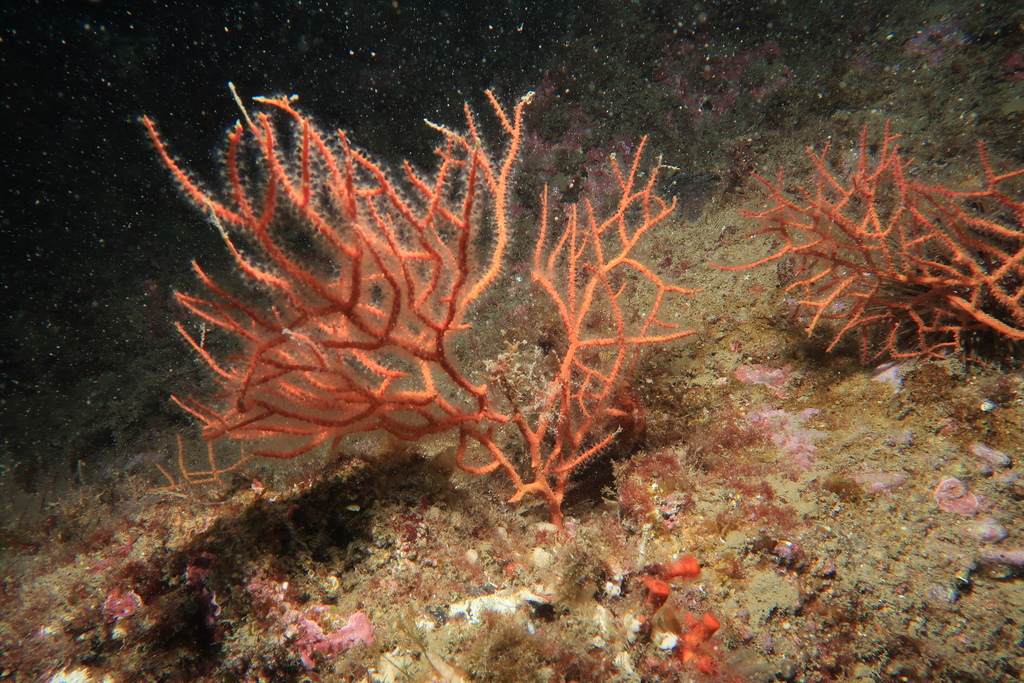 Leptogorgia sarmentosa from Blaumar on March 15, 2024 at 10:11 AM by ...