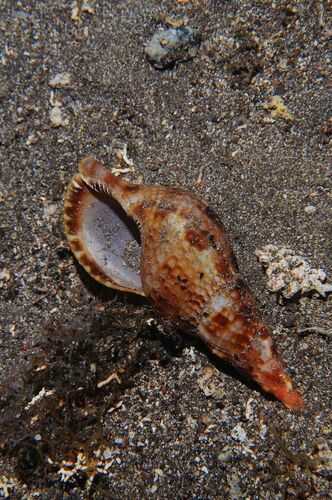 Atlantic Triton Snail (Charonia variegata) · MINKA