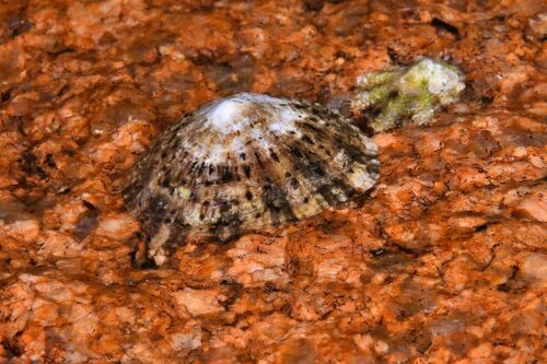 Patella rustica · MINKA