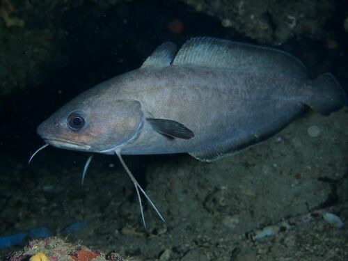 Forkbeard (Phycis phycis) · MINKA