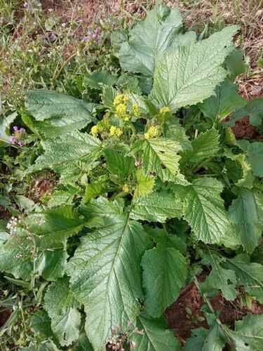 Hairy Brassica (Brassica nigra) · MINKA
