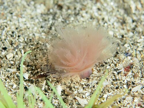 Horseshoe worms (Phylum Phoronida) · MINKA