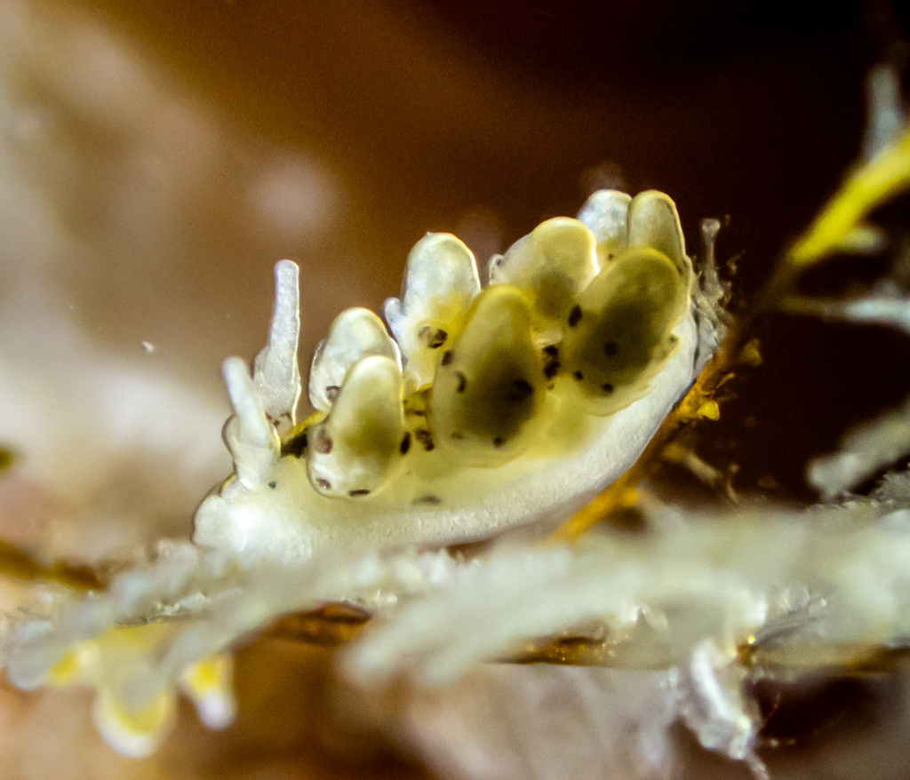 Doto paulinae from Spain on April 06, 2024 at 02:23 PM by Lluís Pereyra Marí · MINKA