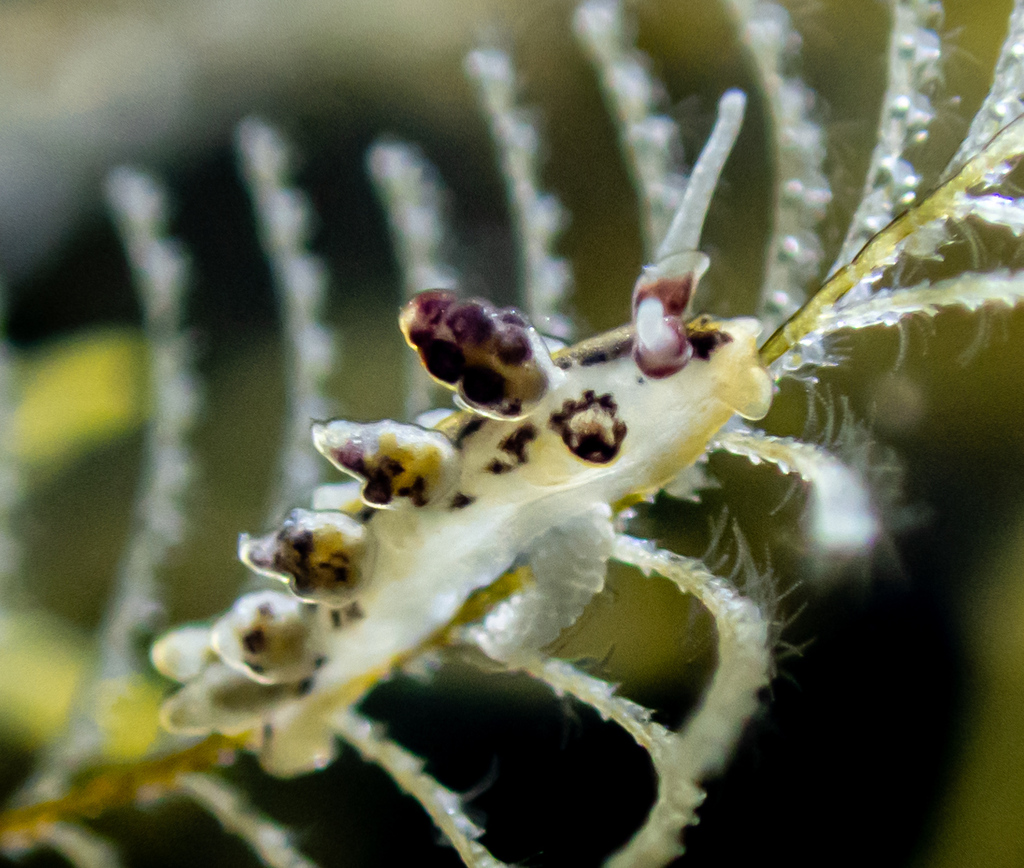 Doto paulinae from Spain on April 06, 2024 at 02:27 PM by Lluís Pereyra Marí · MINKA