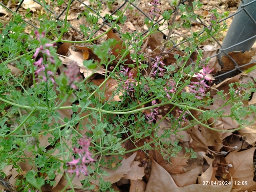 Wall Fume (Fumaria muralis) · MINKA