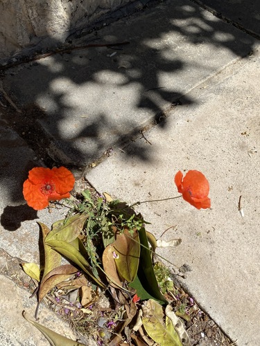 Italian Poppy (Papaver apulum) · MINKA